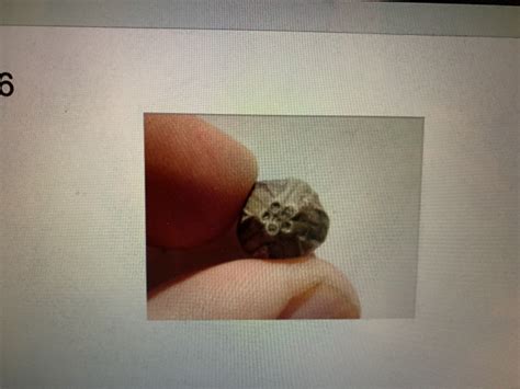 Solved 263 Invertebrate Macrofossils And Classification Of