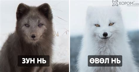 Амьдарч буй орчиндоо дасан зохицож зүсээ хувиргах чадвартай 14 амьтан