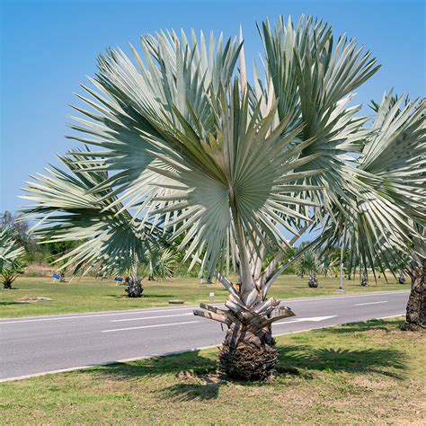 Palms Home And Garden Center Flowers Houseplants Pottery Garden