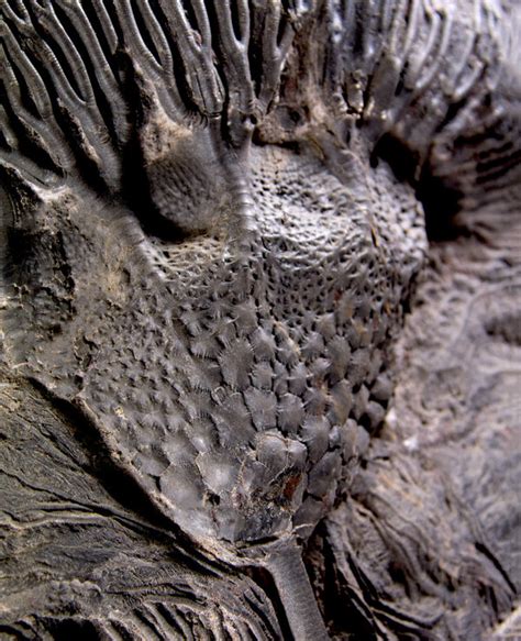 Fossils For Sale Museum Quality Fossils The Fossil Store