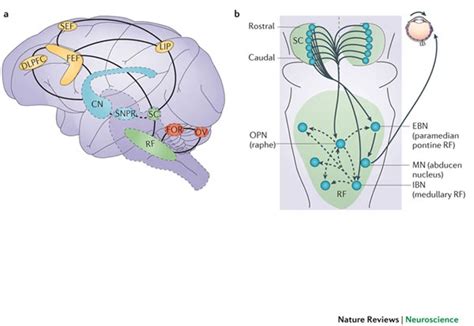 The Impact Of Microsaccades On Vision Towards A Unified Theory Of Saccadic Function