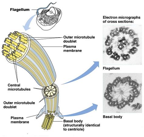 Flagella Diagram And Function Algae Flagellation Whiplash