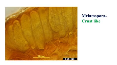 Fungi Classification Plant Pathologypptx