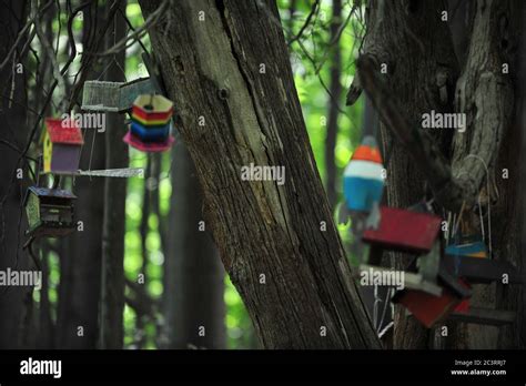 Wooden Bird Box Nest Posed On Tree In Forest Stock Photo Alamy