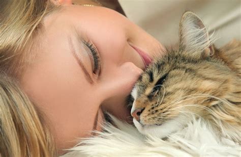 What Does Cat Nuzzling Mean 5 Vet Approved Reasons For This Behavior
