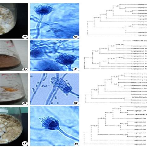 Ncbi Blast Tree Based On Fast Minimum Evolution Method Clearly