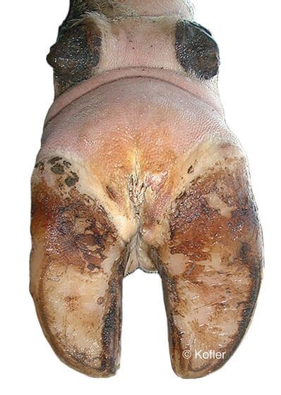 Cattle Foot Rot Foot Rot Is An Acute And Highly