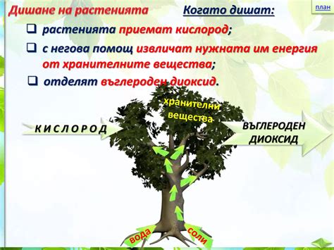 21 Дишане на животните и растенията ЧП 4 клас Булвест Pptx