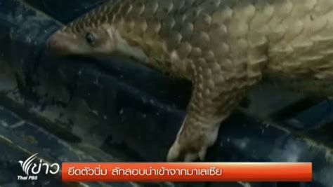 ตรวจยึดตัวนิ่ม กว่า 40 ตัว ลักลอบนำเข้าจากมาเลเซีย Thai Pbs News ข่าวไทยพีบีเอส