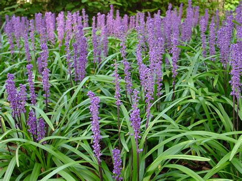 Liriope Royal Purple Hardy Showy Border Plant Plants For Spaces