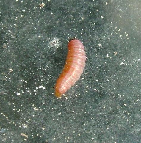 Iridescent Pink Caterpillar BugGuide Net