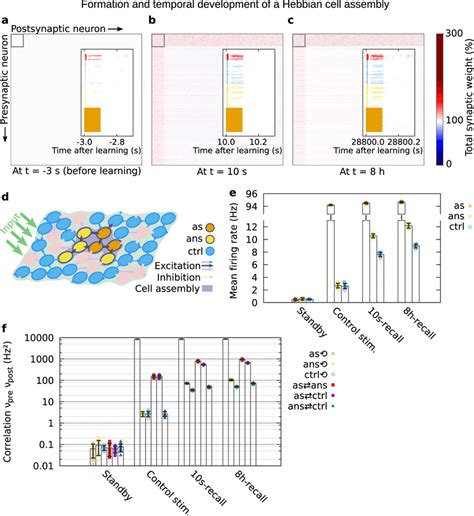 Formation And Temporal Development Of A Hebbian Cell Assembly And Its Download Scientific