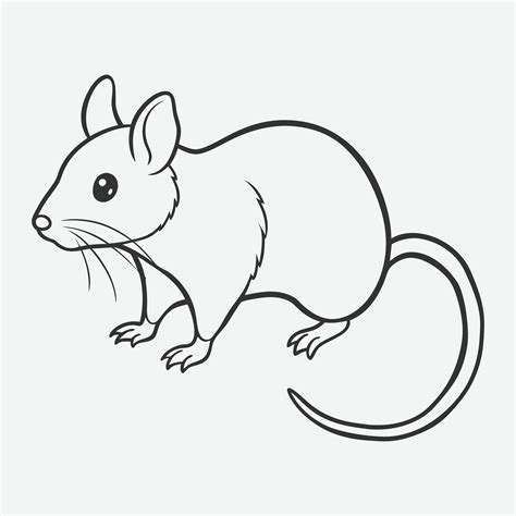 Elegant Mouse Line Art Collection 47891482 Vector Art At Vecteezy