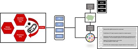 Overall Experimental Design Bl Bayesian Lasso Rf Random Forest Download Scientific