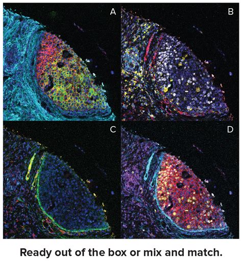 Immuno Oncology With Imaging Mass Cytometry Standard Biotools