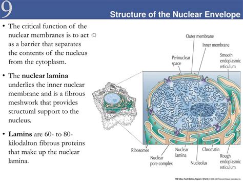 Nuclear Envelope A Membrane At Liam Edgar Blog