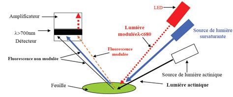 Mini Pam Fluorometer Download Scientific Diagram
