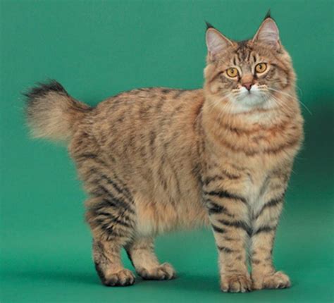 Gato Pixie Bob Cariñoso Juguetón Y Polidáctilo Smylepets