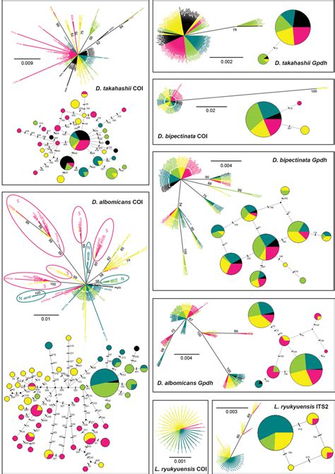 Unrooted Consensus Trees Estimated With Bayesian Inference And Mj