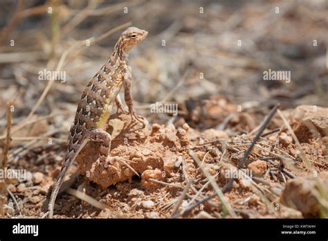 Female Elegant Earless Lizard Lesser Earless Lizard Holbrookia