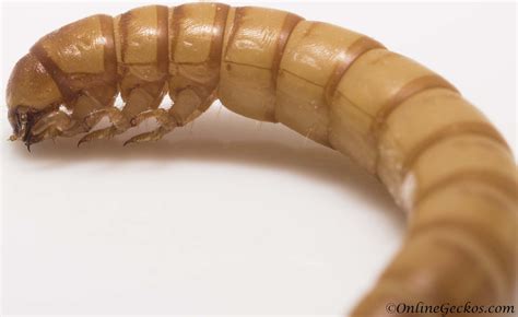 Giant Mealworm Beetle