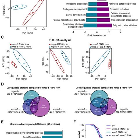 Proteomic Analysis Reveals Reduced Reproductive Capacity As Contributor Download Scientific