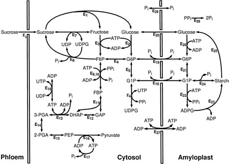Model Of Carbohydrate Metabolism In Potato Tuber Cells The Model As