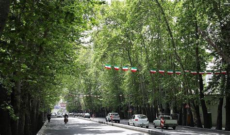 جزییات خرید چنار جدید برای خیابان ولیعصر مدیرعامل سازمان بوستان‌ها