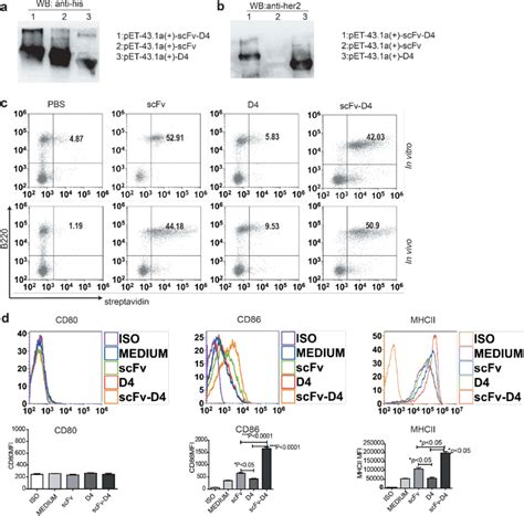 Generation And Characterization Of Anti Cd19 Scfv Fusion Protein Download Scientific Diagram