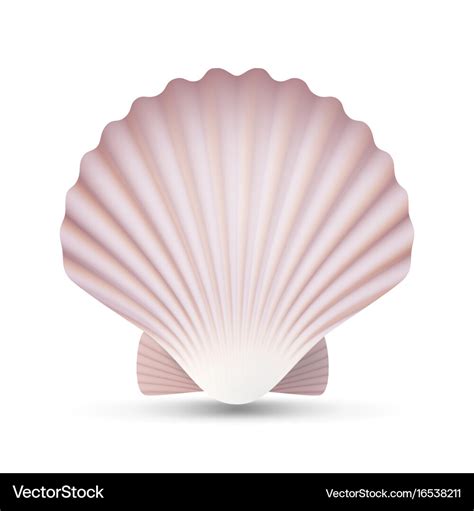 Scallop Shell Vector My XXX Hot Girl