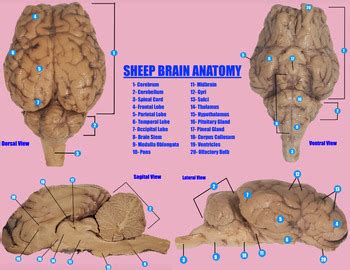 Ventral Sheep Brain