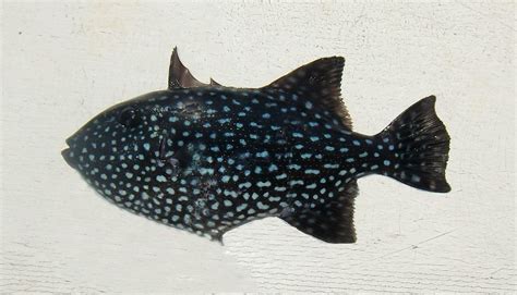 Rough Triggerfish Mexican