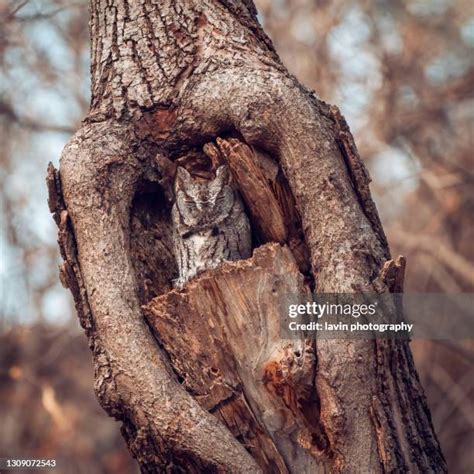Tree Cavities Photos And Premium High Res Pictures Getty Images
