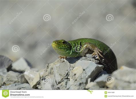 Sand Lizard An Ordinary Quick Green Lizard Lizard On The Rubble Sand