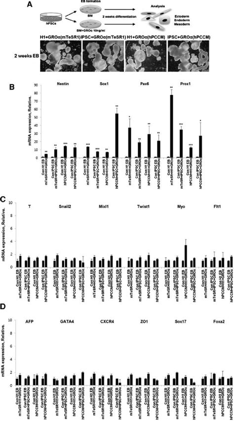 Cxcr2 Activationinduced Differentiation Of Ectodermal Lineages A