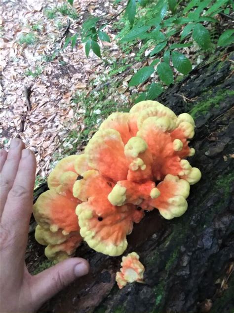 Chasing The Chicken Of The Woods Facts Identification And Recipes