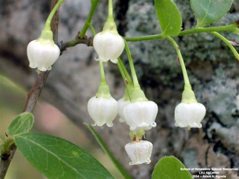 Louisiana Plant Id Vaccinium Arboreum Tree Huckleberry