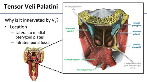 Tensor Veli Palatini Origin And Insertion