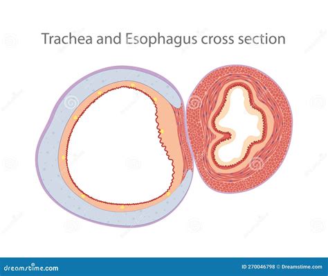 Trachea And Esophagus Cross Section Royalty Free Stock Image