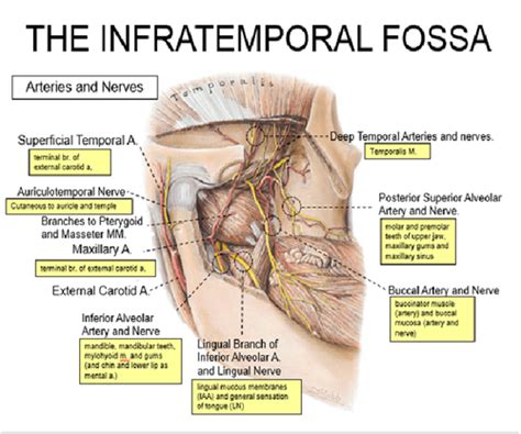 Infratemporal Fossa Contents Pterygopalatine Fossa Medmule