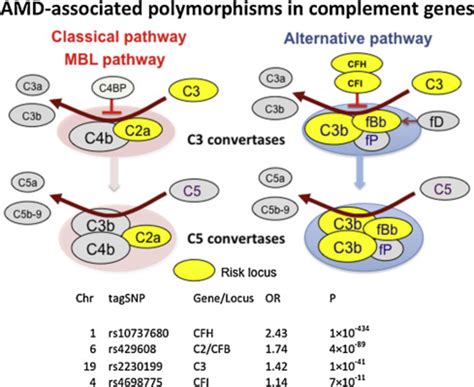 Complement Activation By C3 And C5 Convertases And Identification Of
