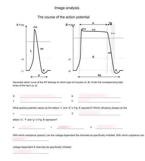 Physio Midterm Figure Analysis The Course Of The Action Potential Diagram Quizlet
