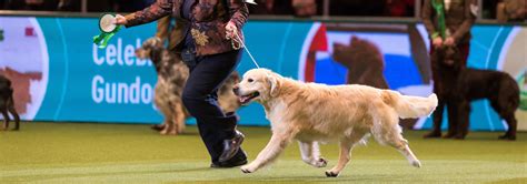 Midland Golden Retriever Club Joint Golden Retriever Clubs Hosted By
