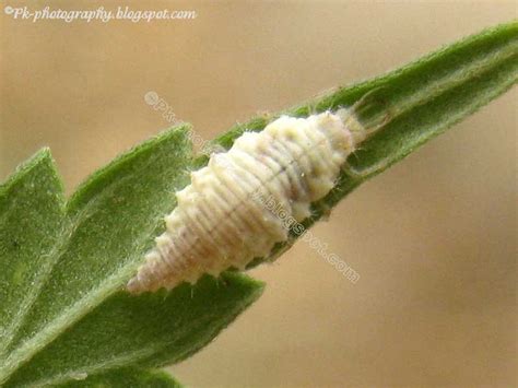 Green Lacewing Larvae Nature Cultural And Travel Photography Blog