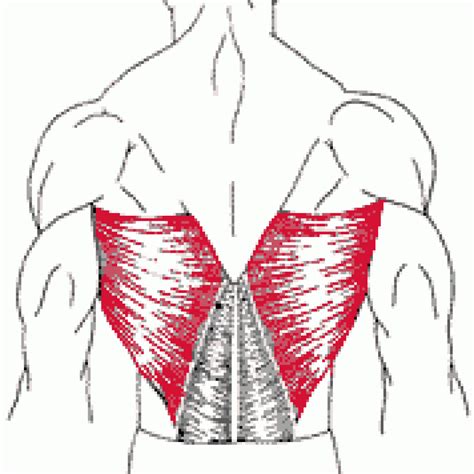 Как накачать крылья быстро отжиманиями от пола гантелями штангой или