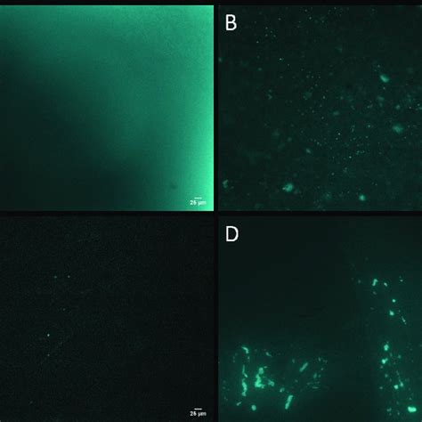 Widefield And Confocal Fluorescence Imaging Of Clinically Used Download Scientific Diagram