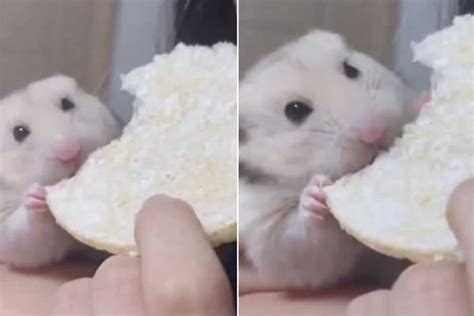 앙증 맞은 입으로 집사보다 더 많이 먹겠다면서 뻥튀기 ‘오물조물 먹는 햄스터