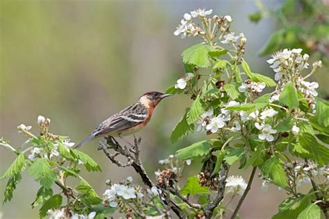 25 Species Of Warblers In Manitoba Id Song Season Guide