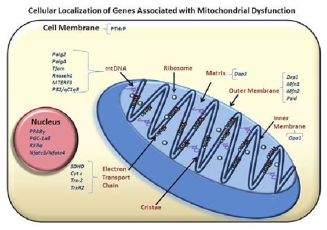 Schematic Representation Of The Cellular Localisation Of Target Genes