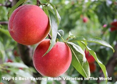 Top 10 Tasting Peach Varieties In The World Himachal Pradesh